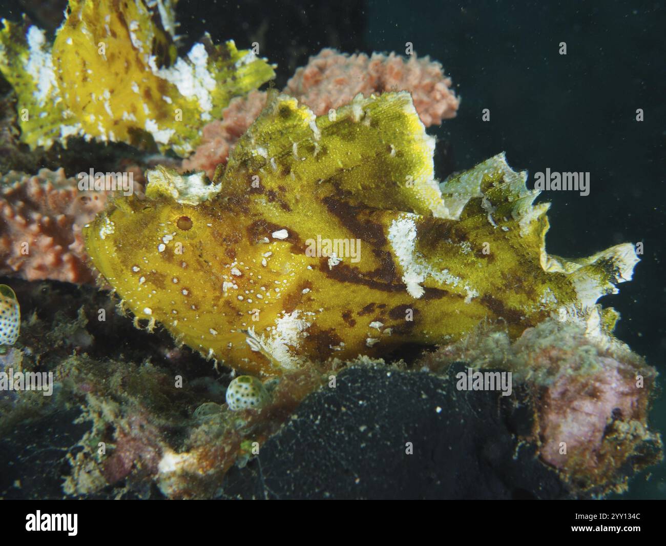 A yellow rocking fish (Taenianotus triacanthus) hides between colourful ...