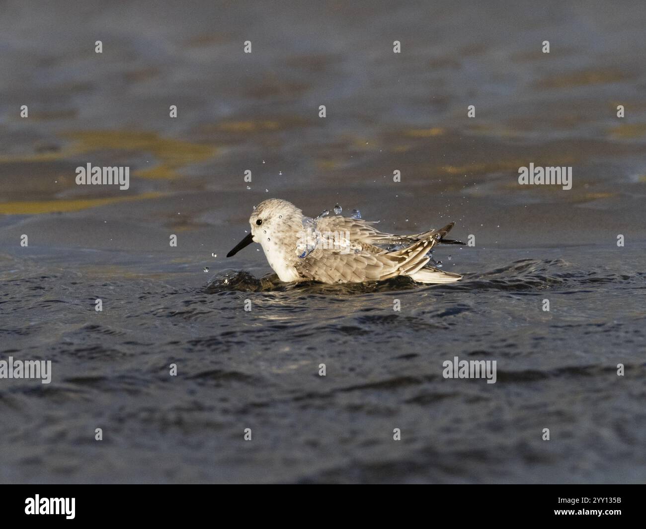 Sanderling (Calidris alba), bathing in a sea pool, island of Texel ...