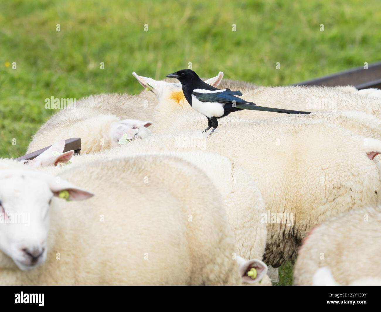 Magpie (Pica pica), adult bird, perched on the back of a Texel sheep ...