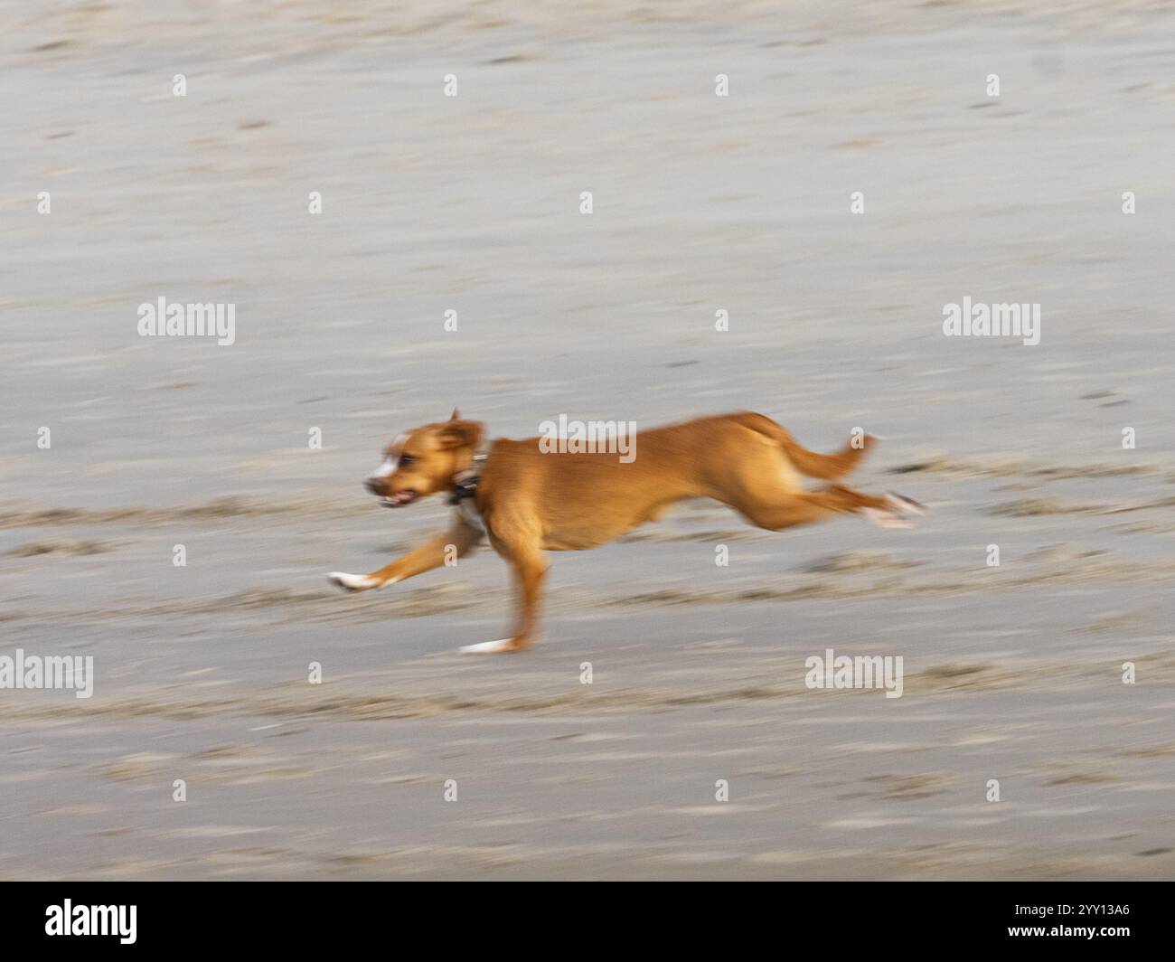 Shutter dog hi-res stock photography and images - Alamy