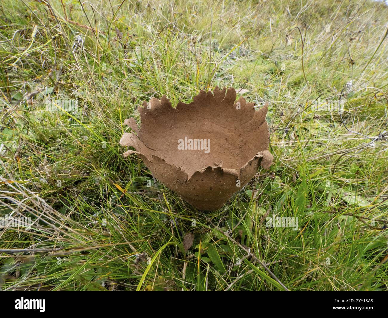 Pachyderma hi-res stock photography and images - Alamy