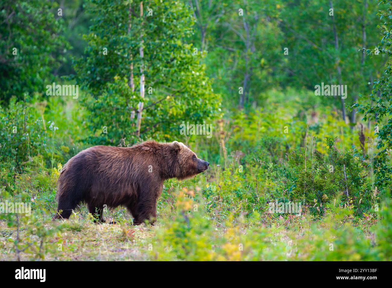 Wild brown bear, Ursus arctos piscator, strides majestically through ...