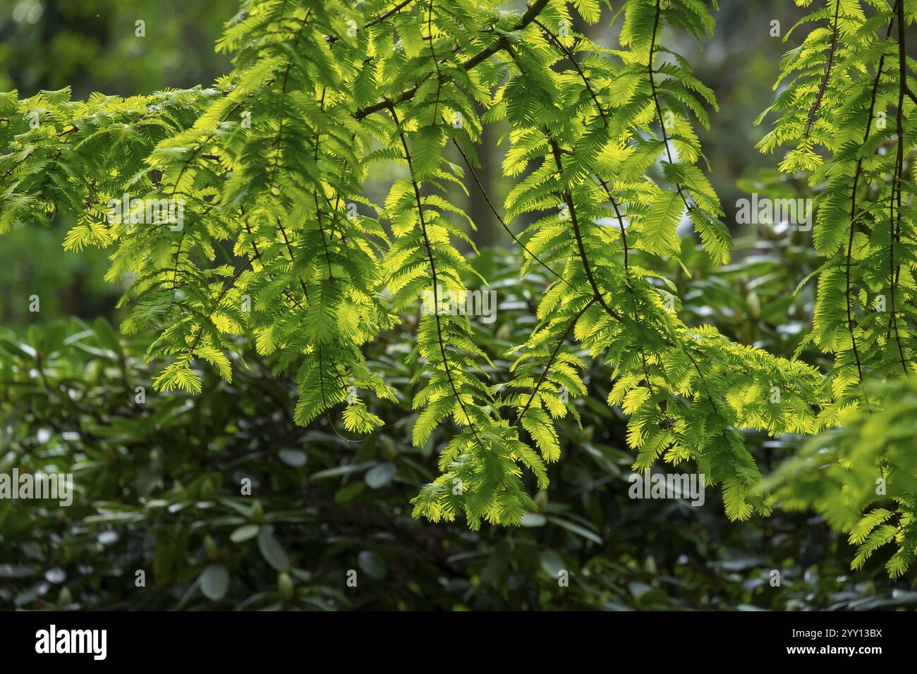 Branches of the giant sequoia (Metasequoia glyptostroboides), Lower ...