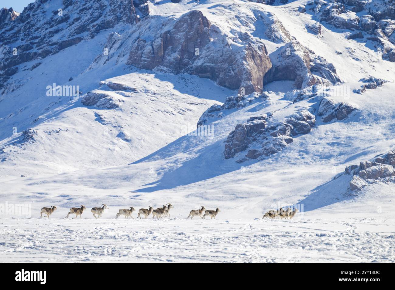 Pamir argali ovis ammon polii hi-res stock photography and images - Alamy