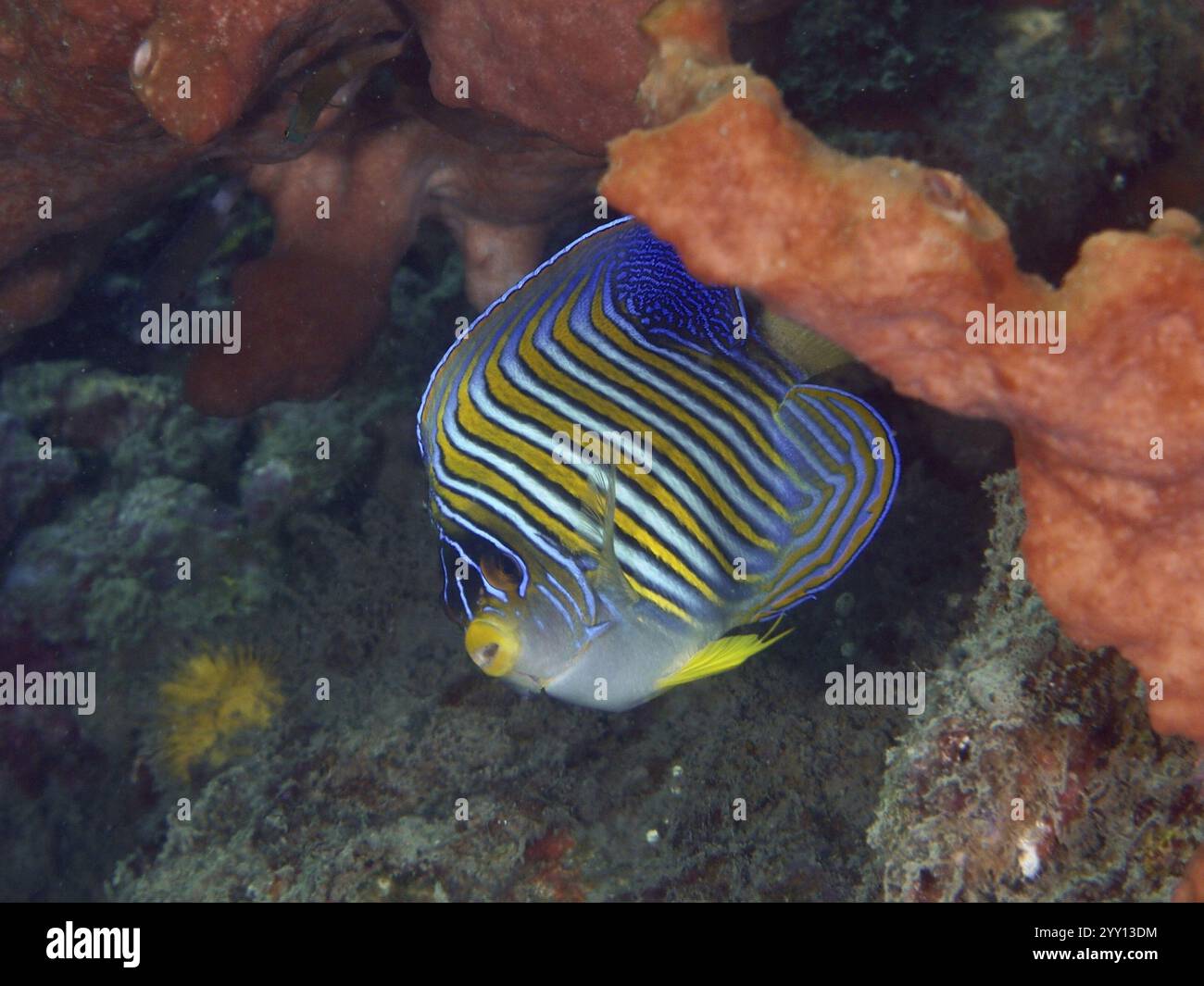 Colourful fish with stripes, peacock angelfish (Pygoplites diacanthus ...