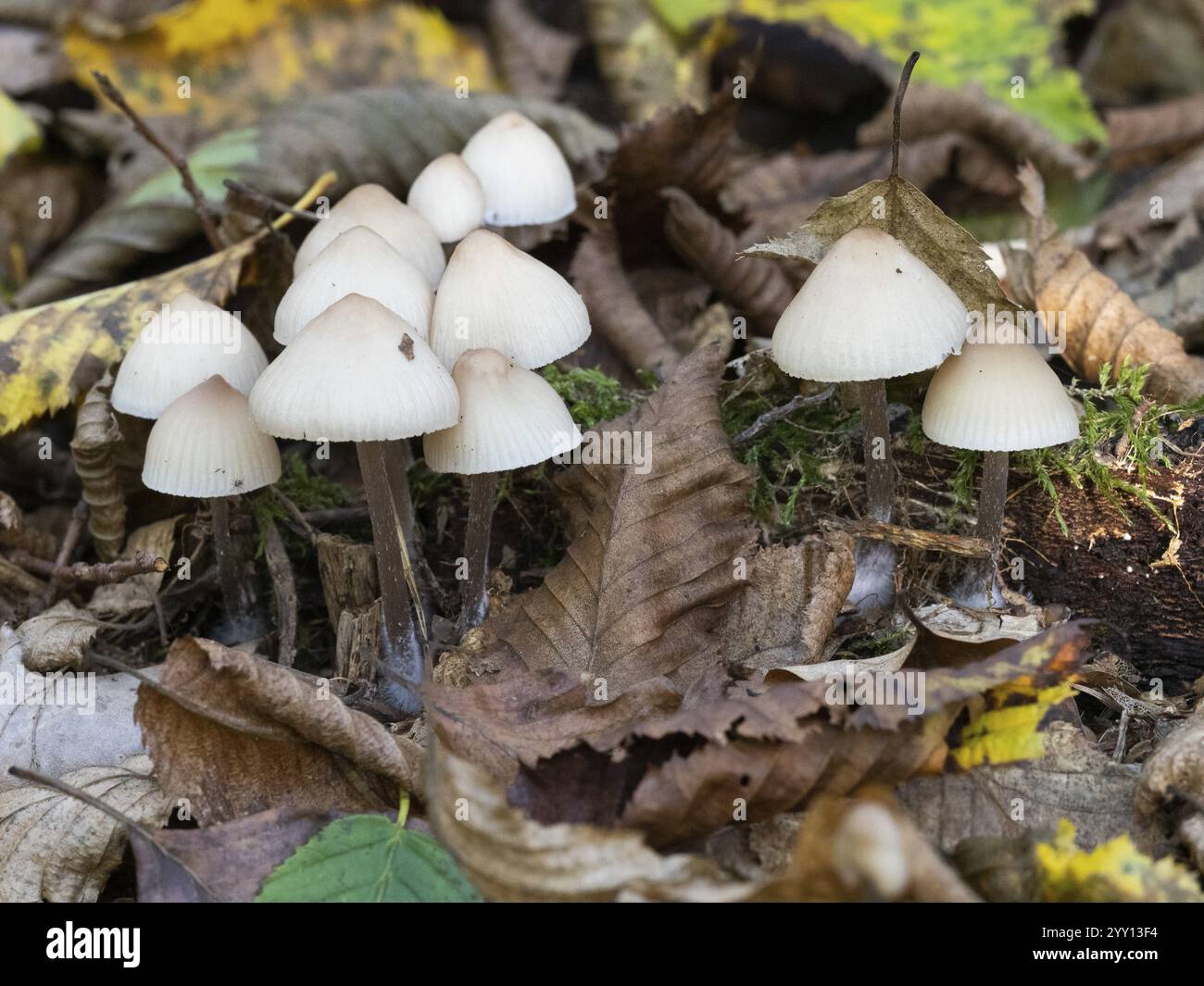 Small white fungus, with white caps and stems, growing on the ground ...