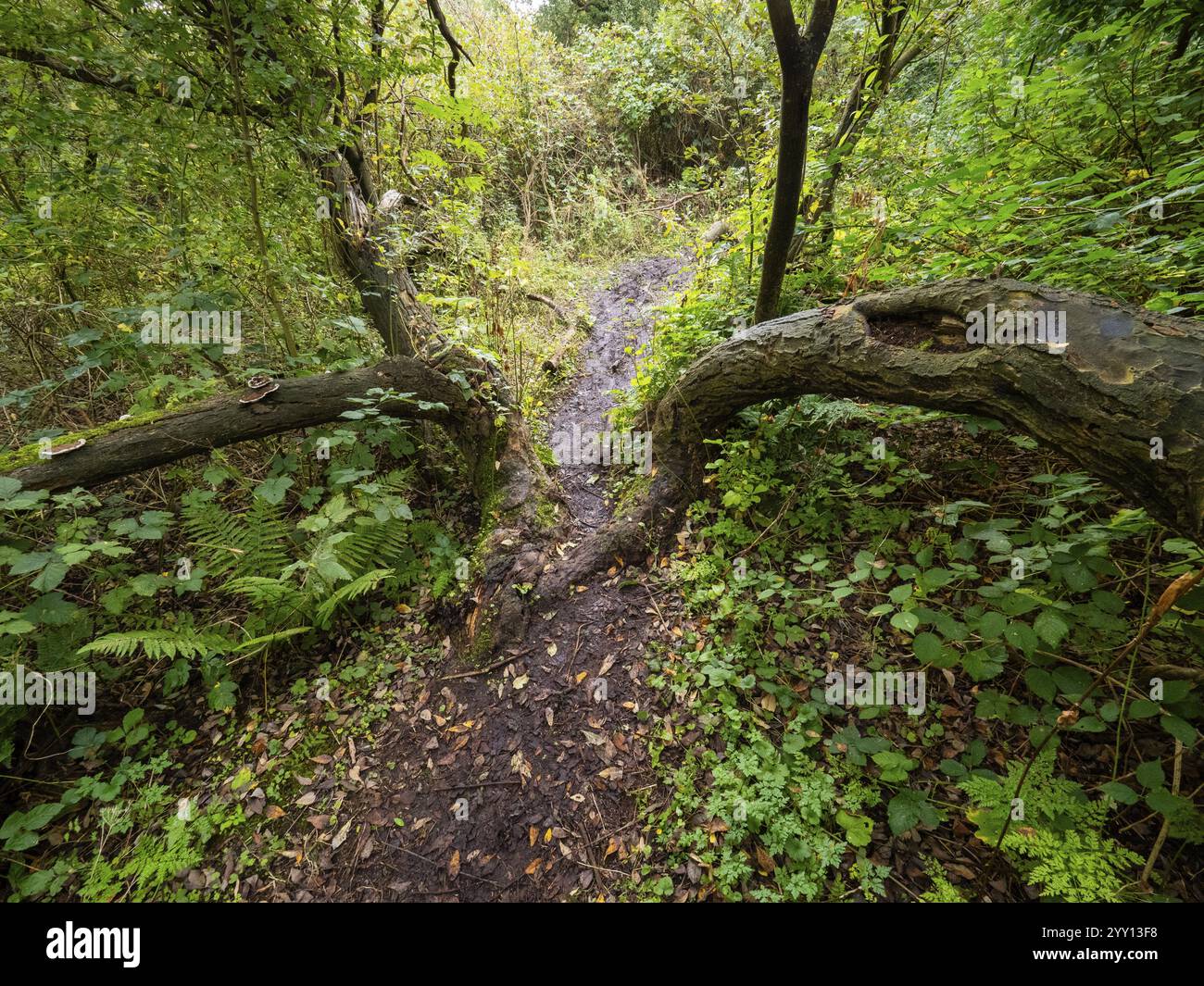 Path leading through a Willow tree (Salix sp.), with a split stem ...