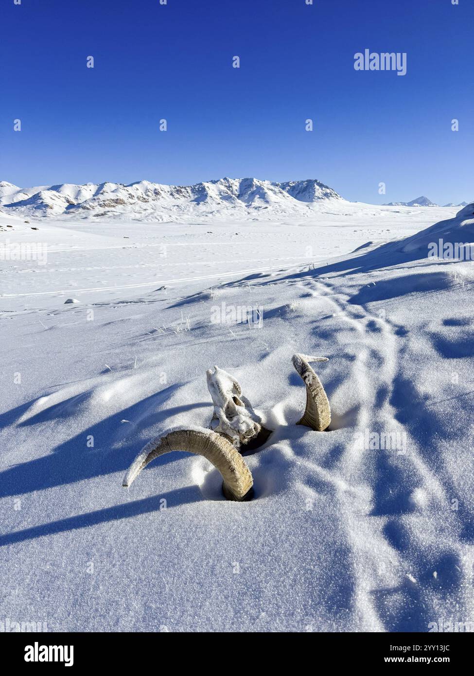 Pamir argali hi-res stock photography and images - Alamy