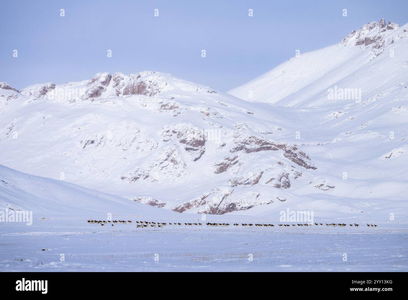 Pamir argali ovis ammon polii hi-res stock photography and images - Alamy
