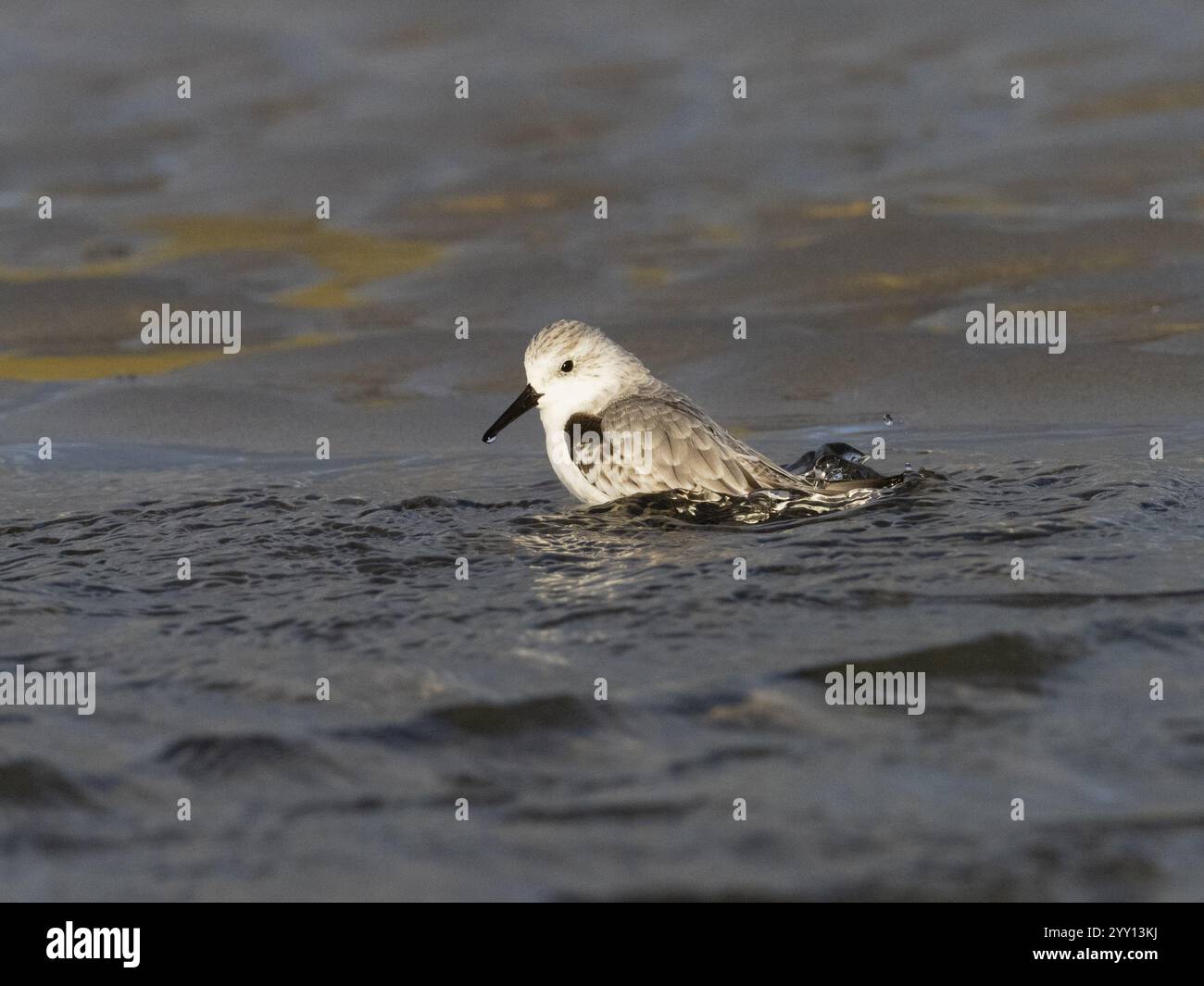 Sanderling (Calidris alba), bathing in a sea pool, island of Texel ...