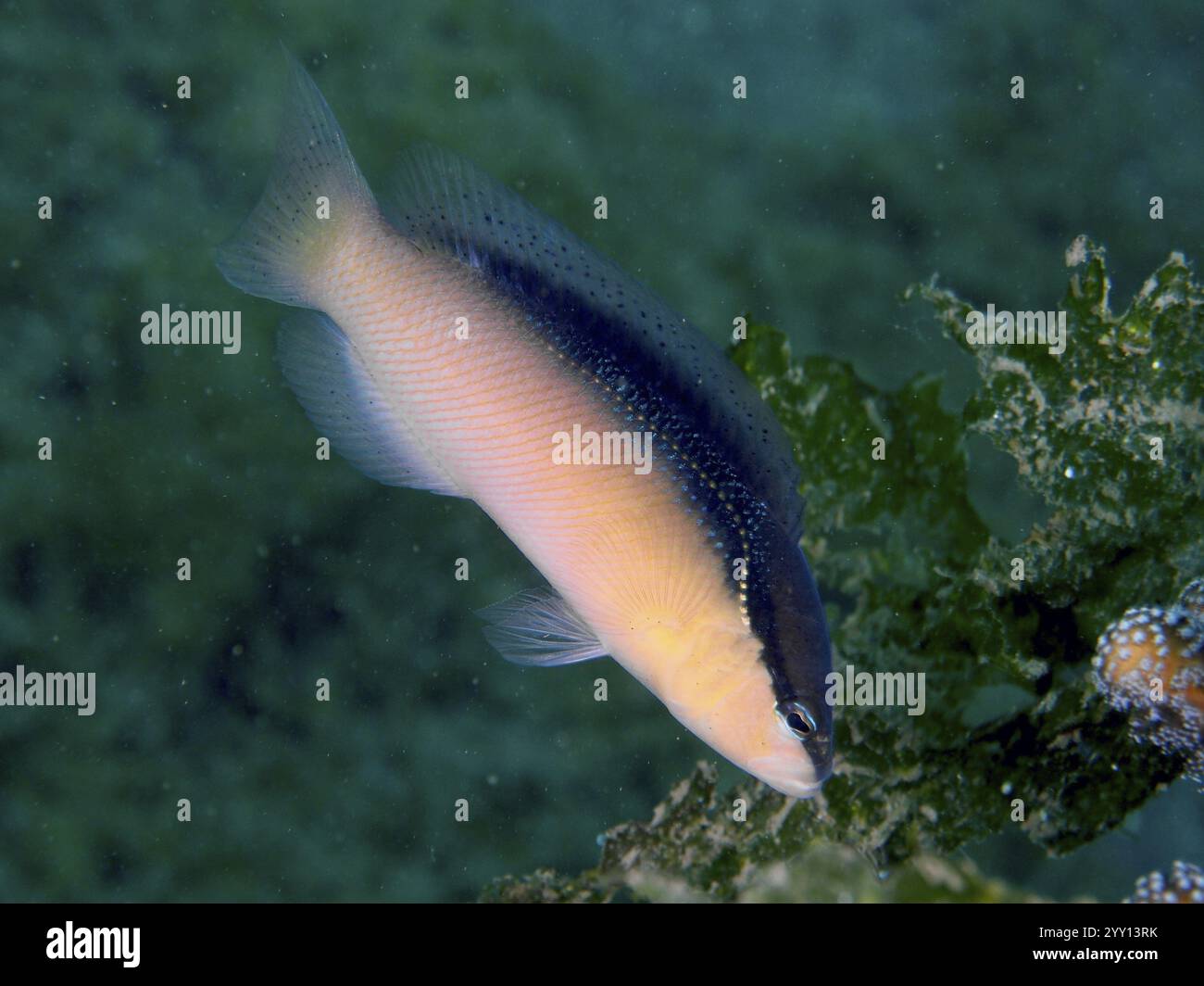 A fish with yellow and bluish colours, blackback dwarf perch ...