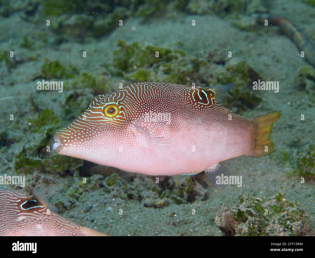 Pufferfish pattern sand hi-res stock photography and images - Alamy