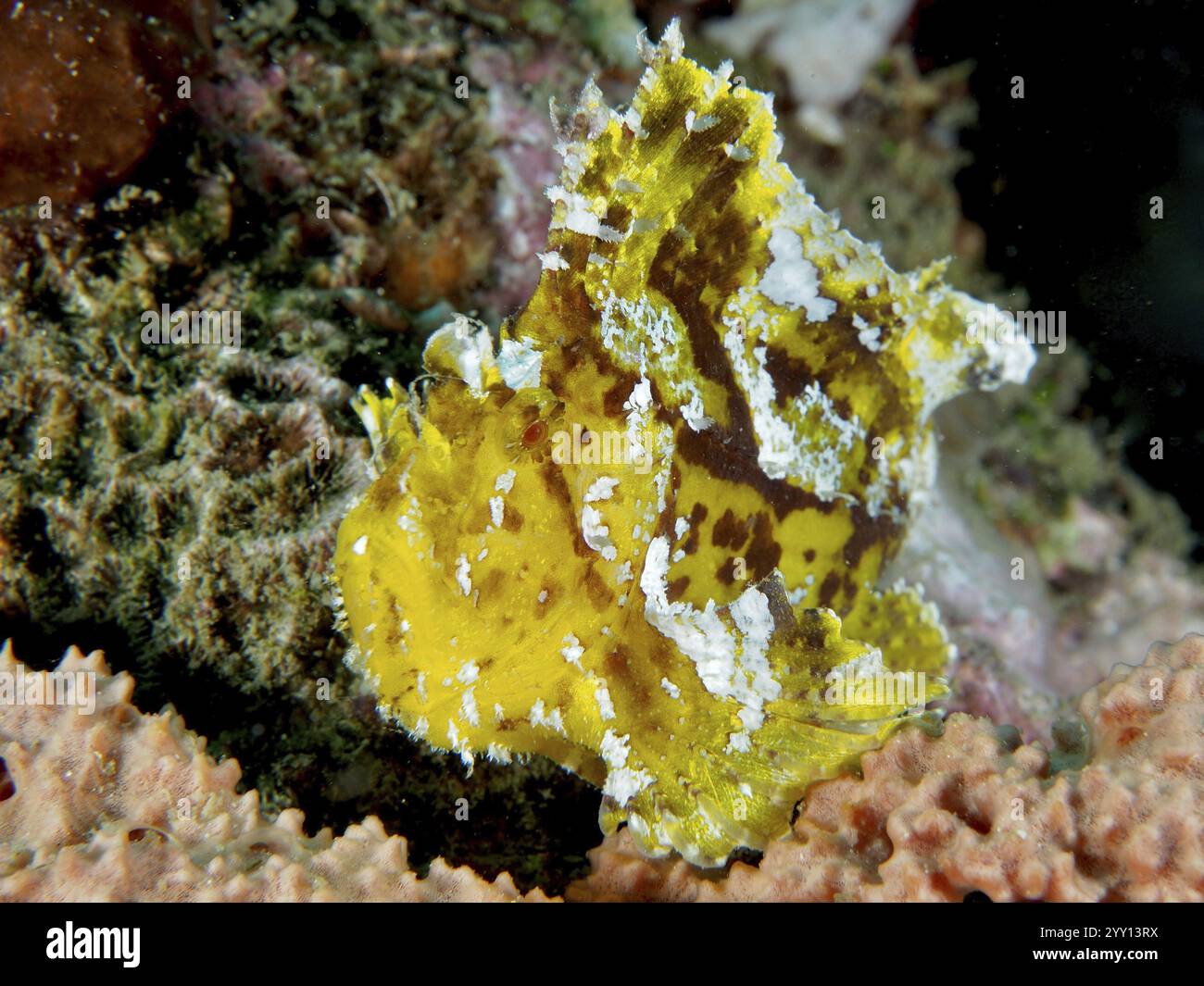 A yellow rocking fish (Taenianotus triacanthus) with camouflage pattern ...
