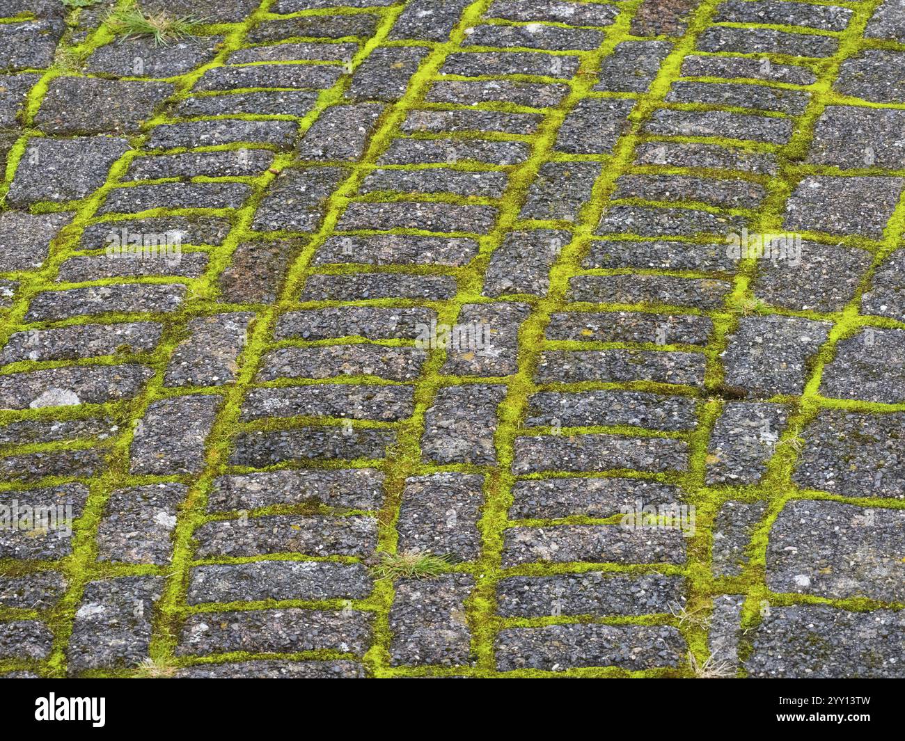 Moss growing between the symmetrical joints of a garden path, island of ...