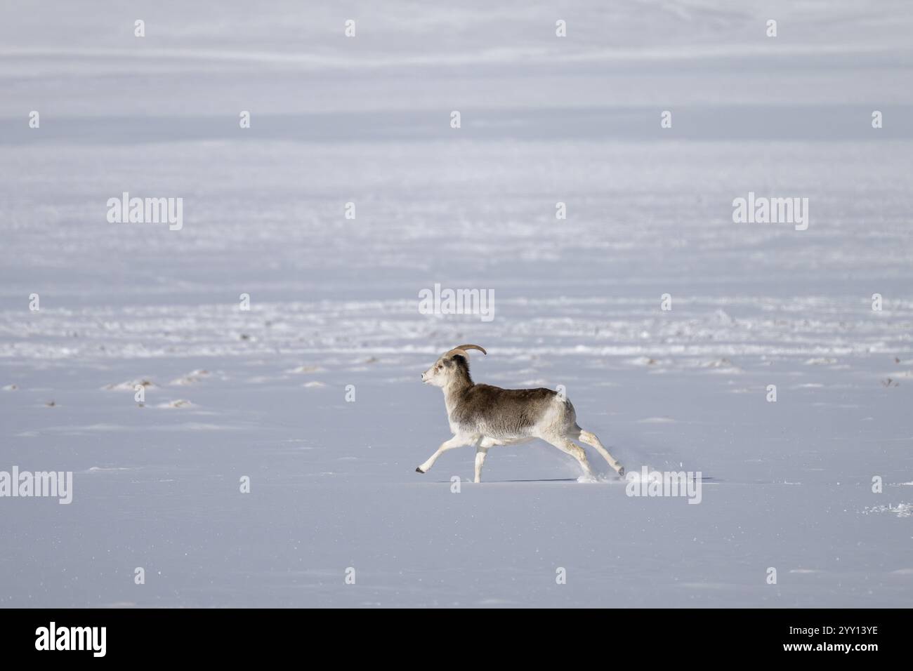 Marco Polo sheep (Ovis ammon polii), Pamir-Argali, Pamir wild sheep ...