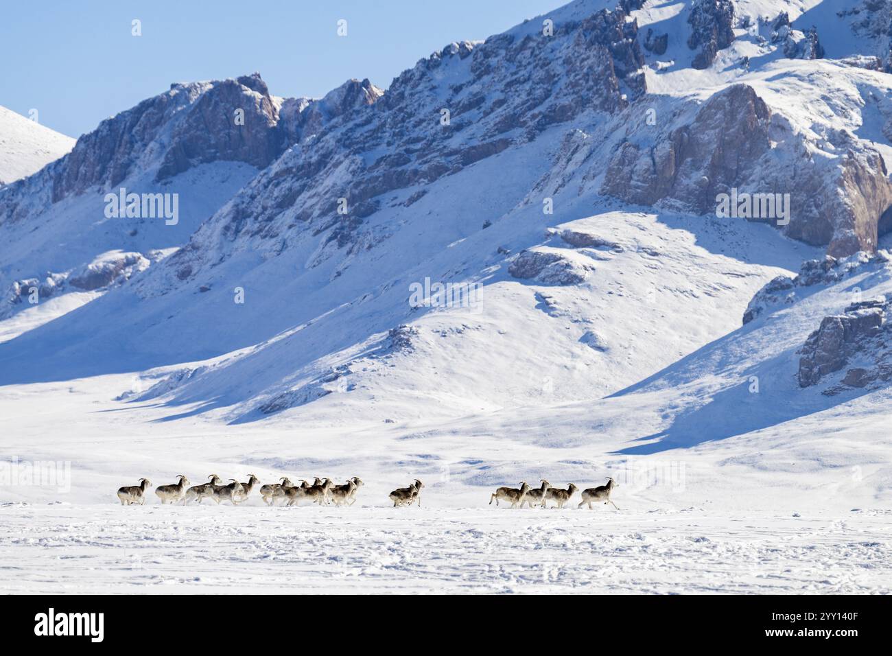 Marco Polo sheep (Ovis ammon polii) in snowy habitat, Pamir-Argali ...