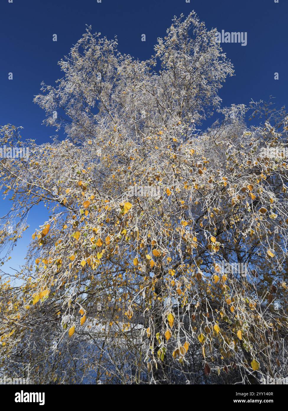 Birch Tree, (Betula pendula), a view of a tree crown, still with autumn ...