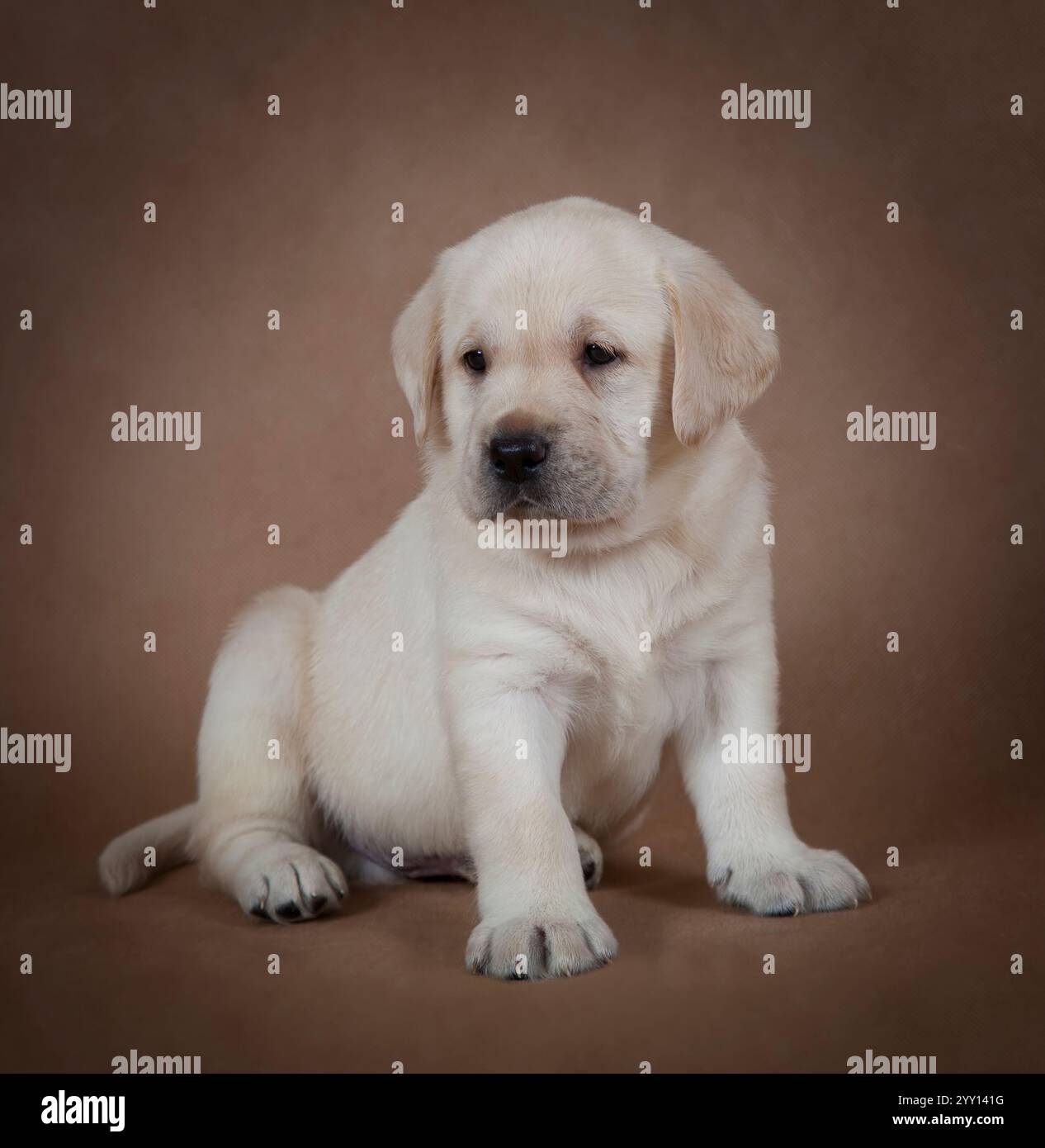 Cute little Labrador puppy, six weeks old, sitting in front of beige ...