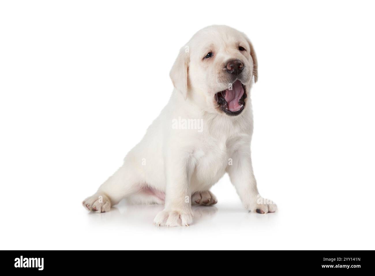 Six weeks old purebred Labrador puppy isolated on white background ...
