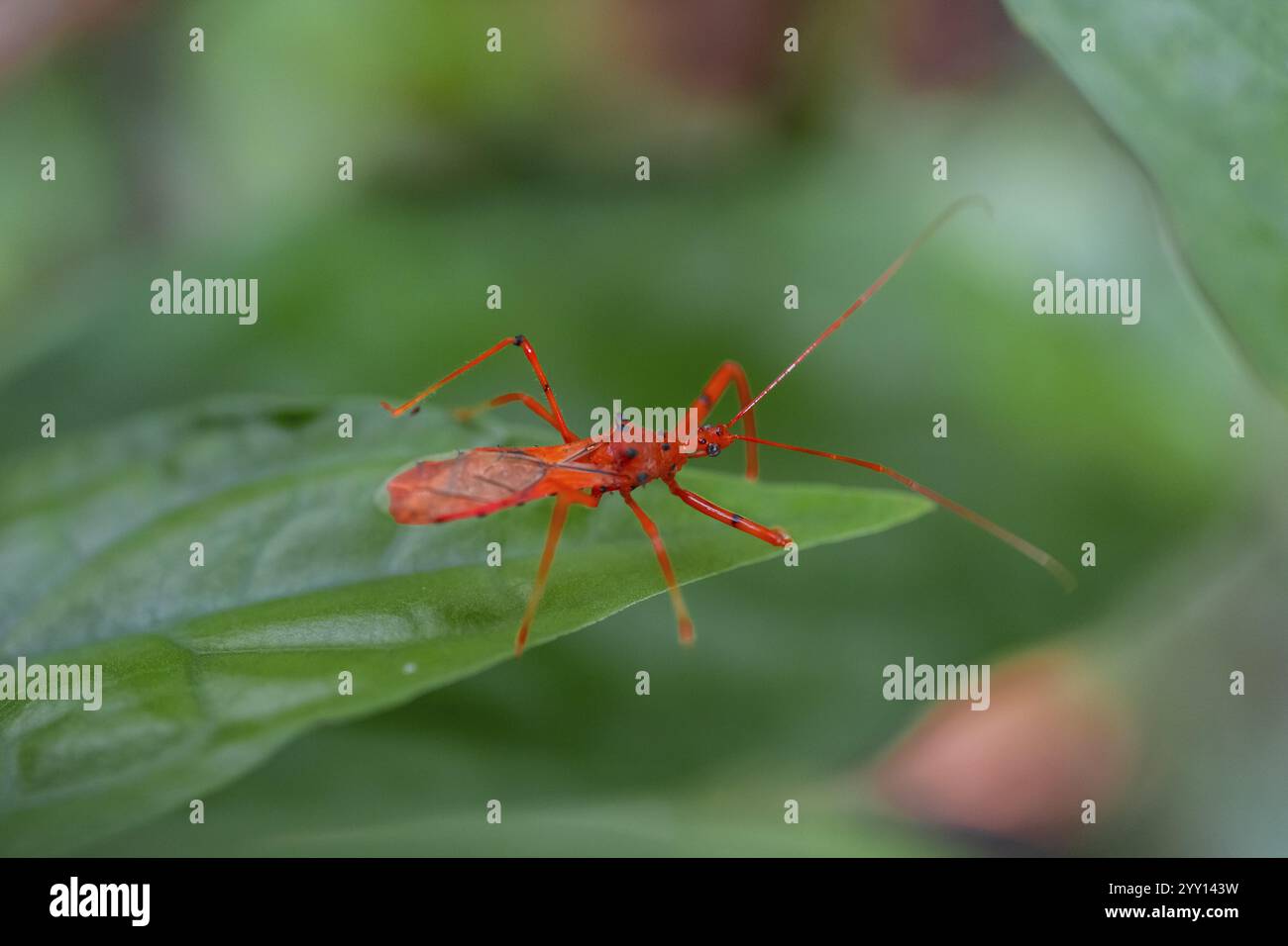 Red predatory bug, Costa Rica, Central America Stock Photo - Alamy