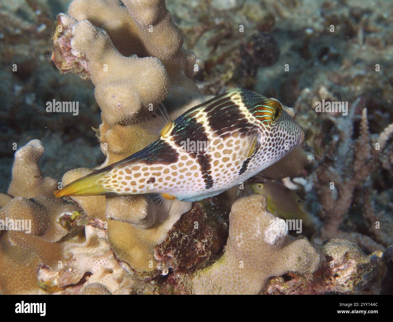 A black and white fish, saddlehead pufferfish (Canthigaster valentini ...