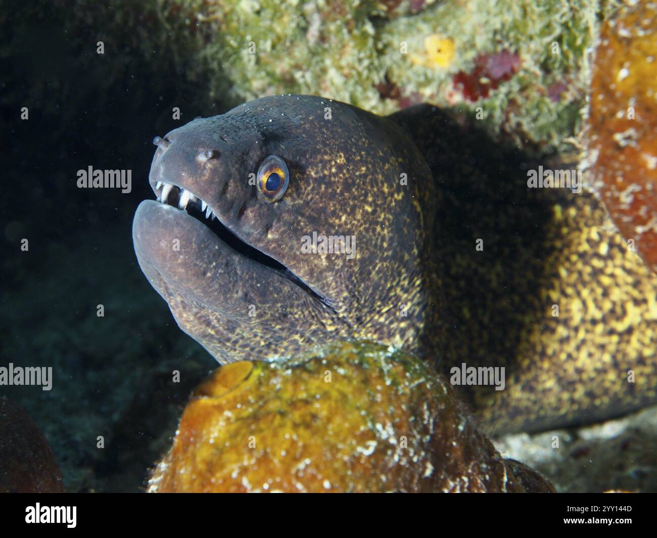 Sooty moray eel (Gymnothorax flavimarginatus) with open mouth hidden ...