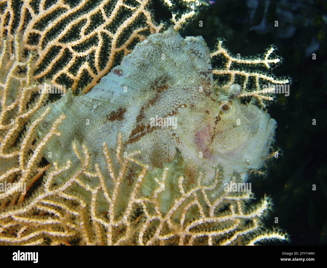 A well-camouflaged fish, rocking fish (Taenianotus triacanthus), in a ...