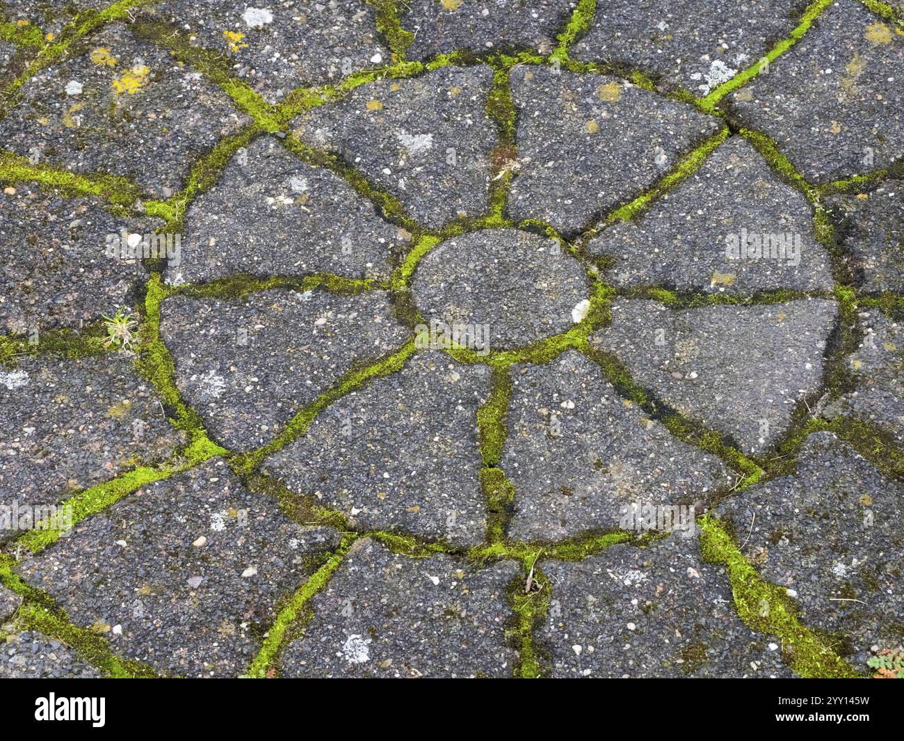 Moss growing between the symmetrical joints of a garden path, island of ...