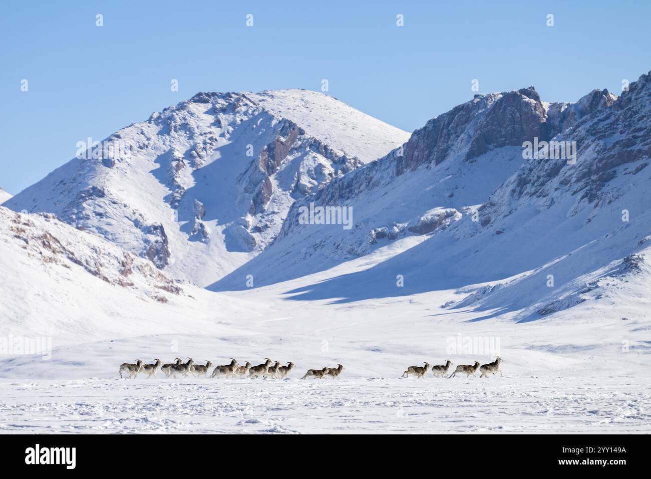 Pamir argali hi-res stock photography and images - Alamy