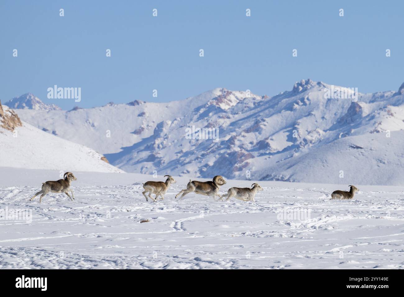 Ovis ammon polii hi-res stock photography and images - Alamy