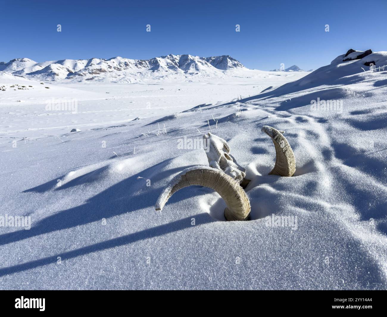 Seafarer skull hi-res stock photography and images - Alamy