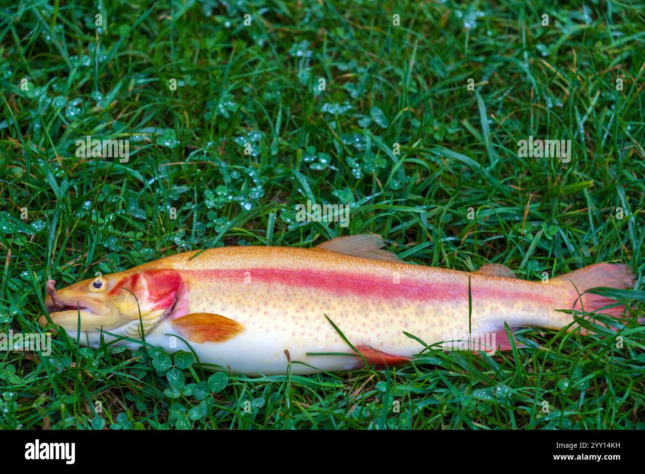 Freshly caught big golden trout lies on wet grass in dew drops, close ...