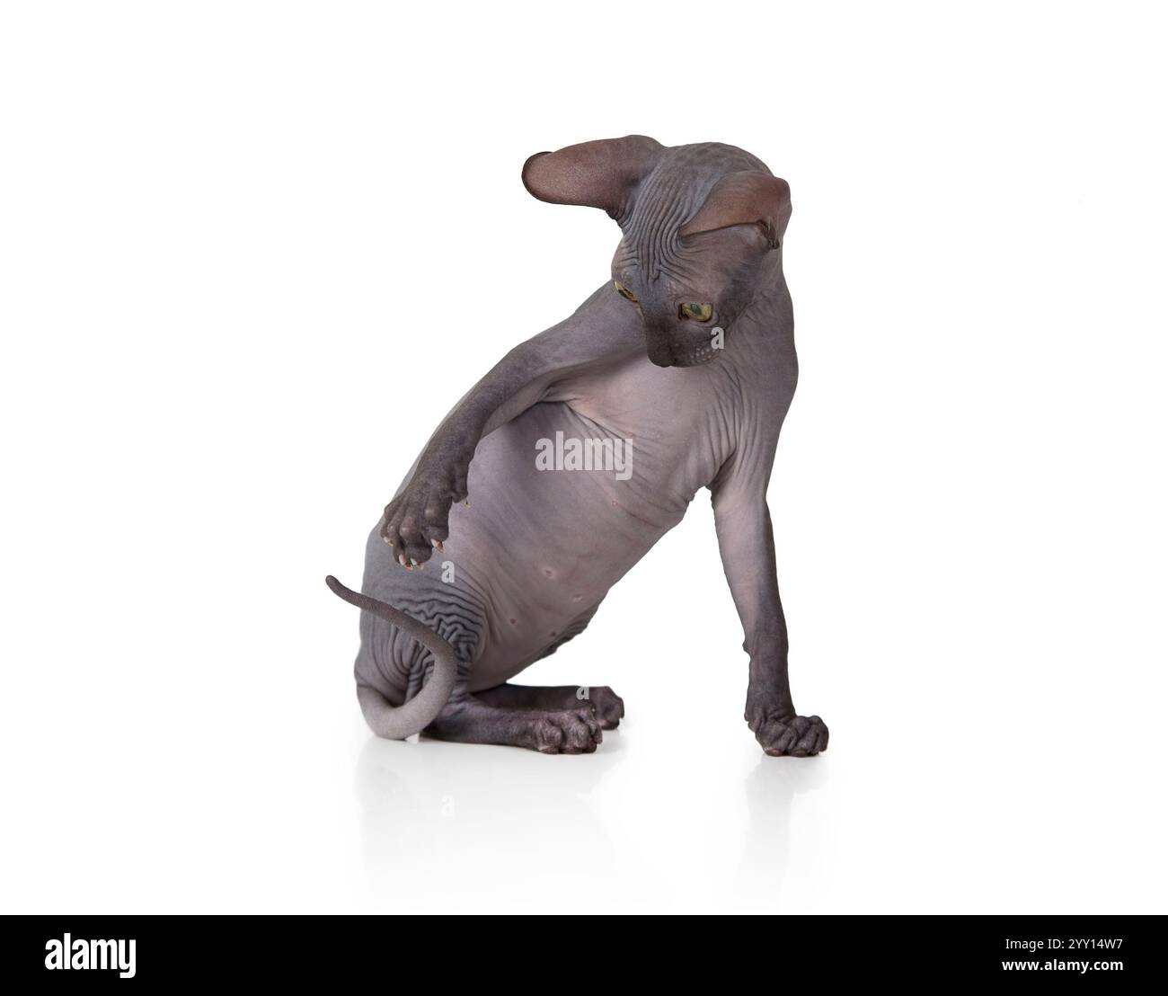 Two months old Don Sphinx kitty cat playing with its tail in front of ...