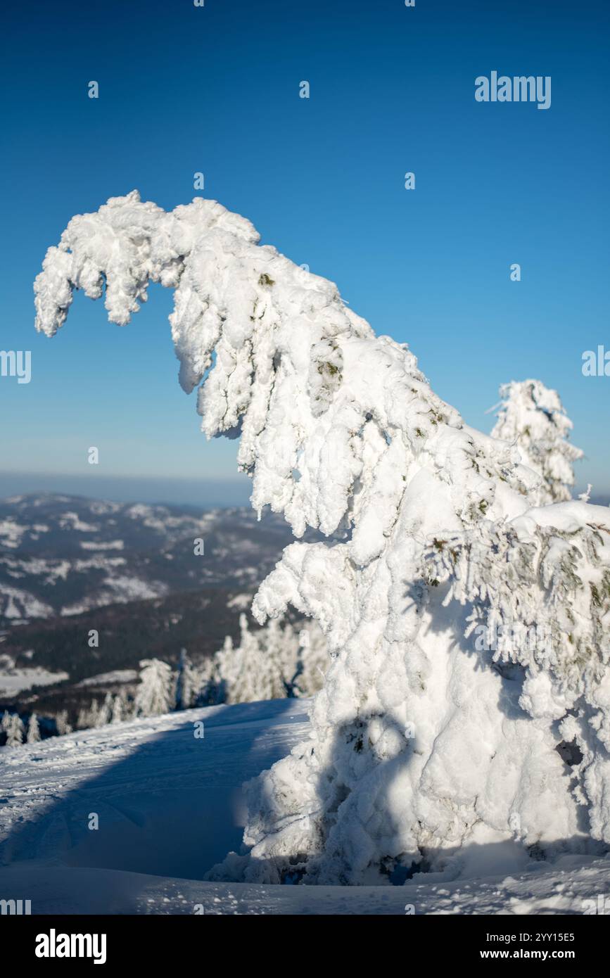 Snow-covered fir trees creating stunning sculptures on Pilsko Mountain ...