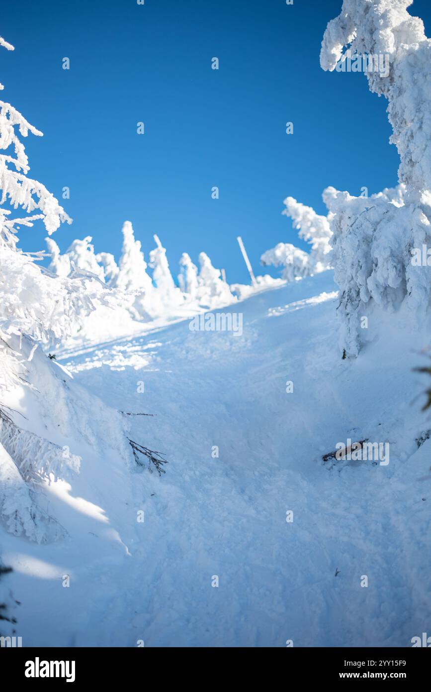 Snow-covered fir trees creating stunning sculptures on Pilsko Mountain ...