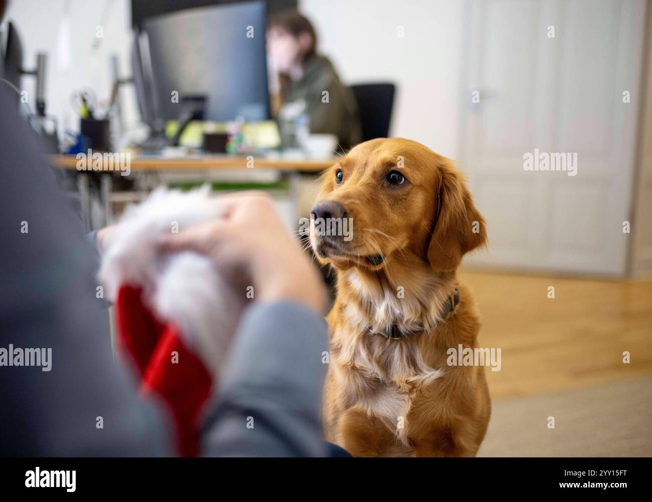 Symbolbild: Hunde in der Weihnachtszeit. Ein Hund bekommt eine ...