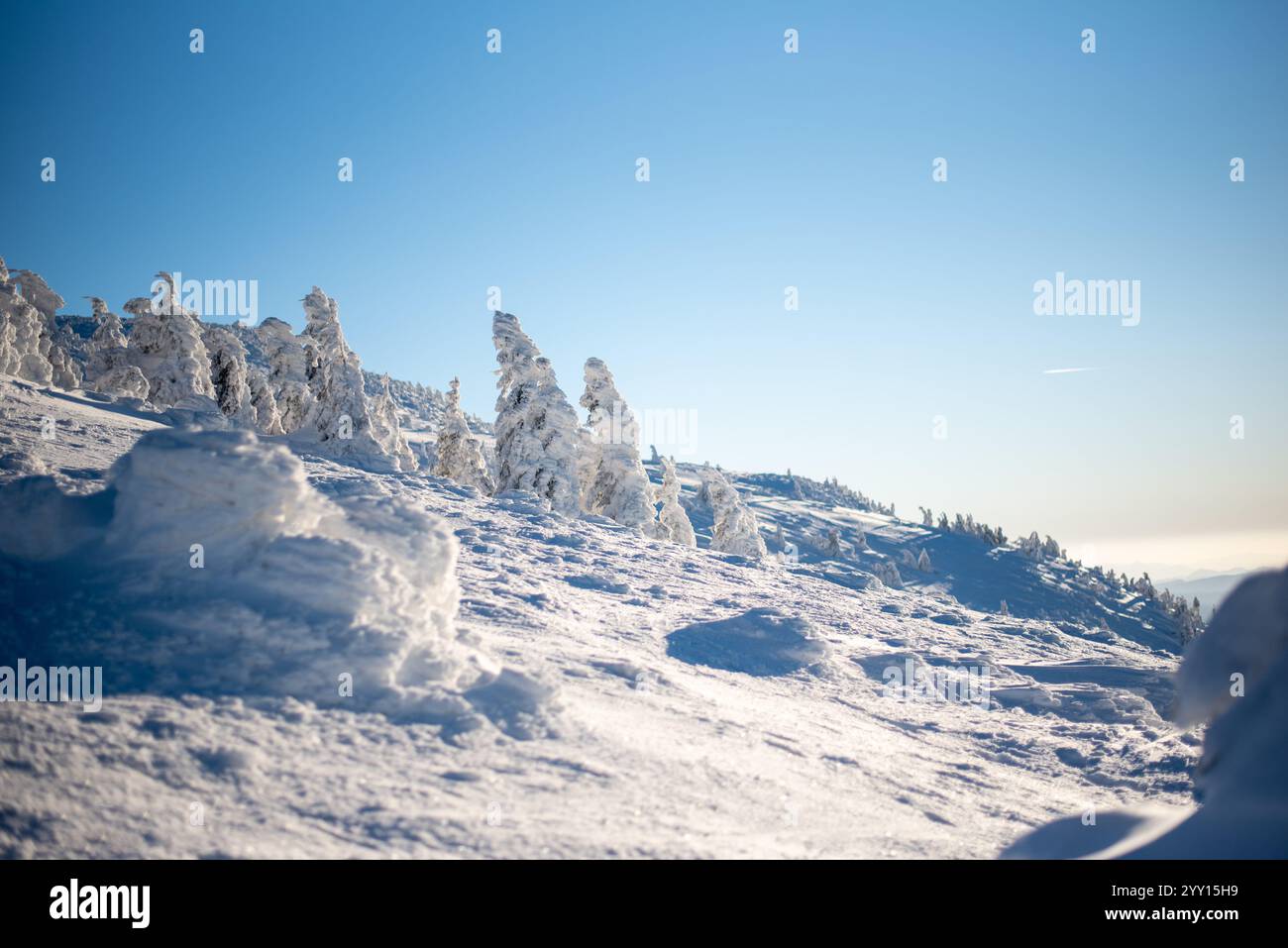 Snow-covered fir trees creating stunning sculptures on Pilsko Mountain ...