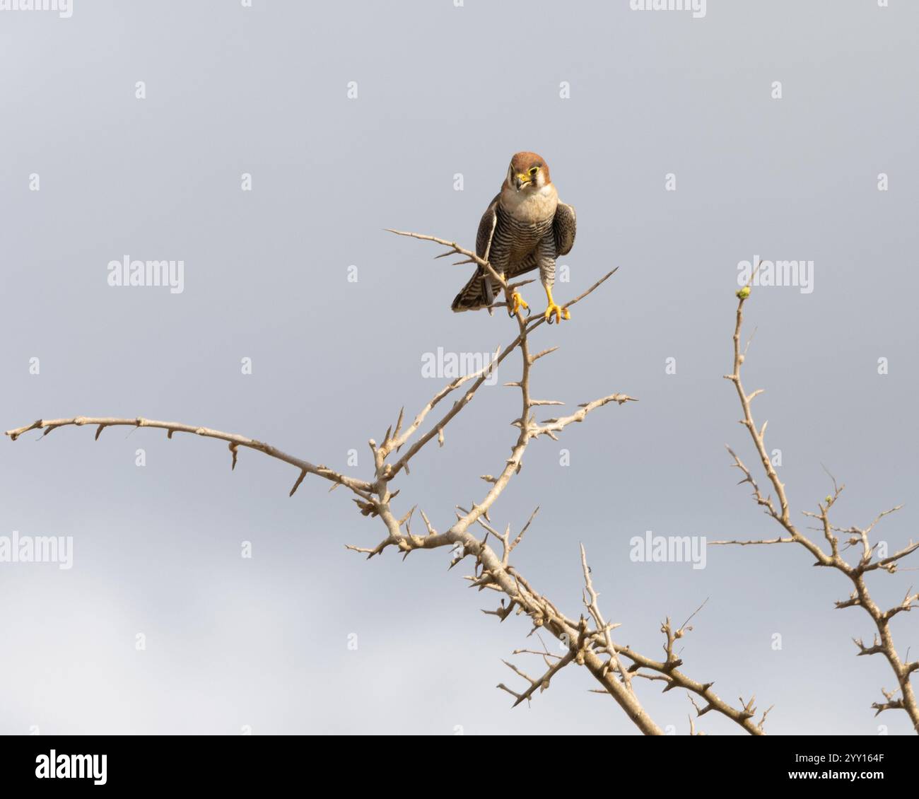 A red-necked falcon perched in a thorn bush Stock Photo - Alamy