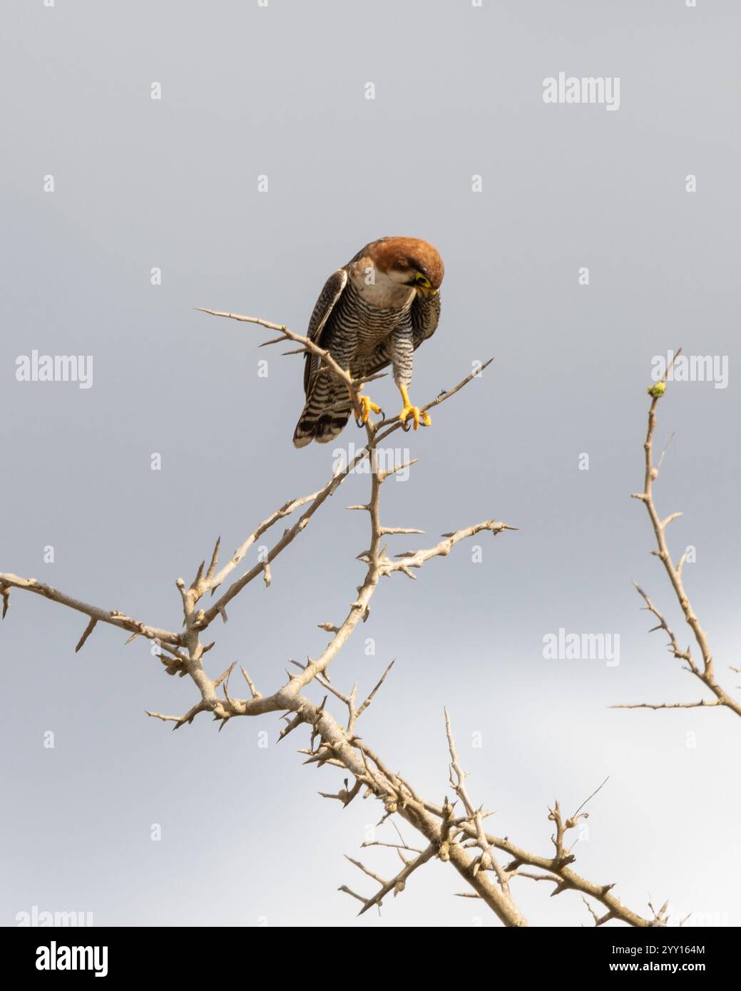 A red-necked falcon perched in a thorn bush Stock Photo - Alamy