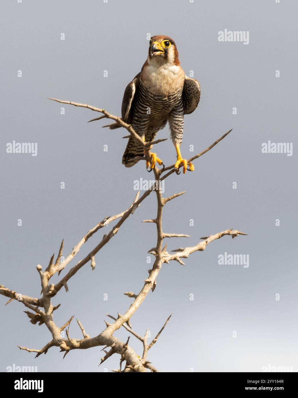 A red-necked falcon perched in a thorn bush Stock Photo - Alamy