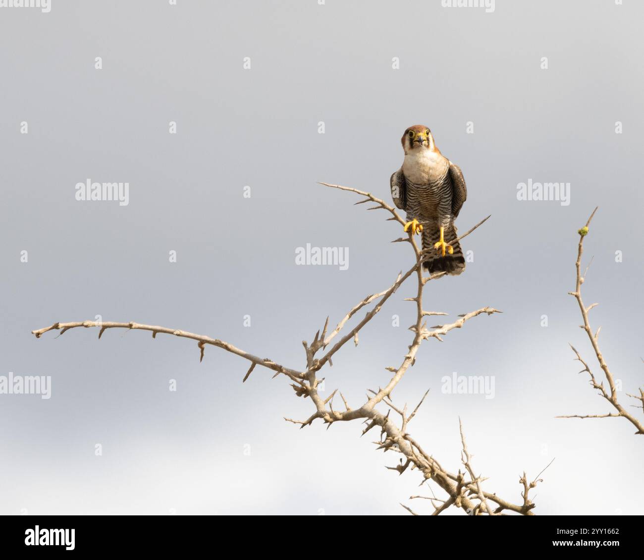 A red-necked falcon perched in a thorn bush Stock Photo - Alamy