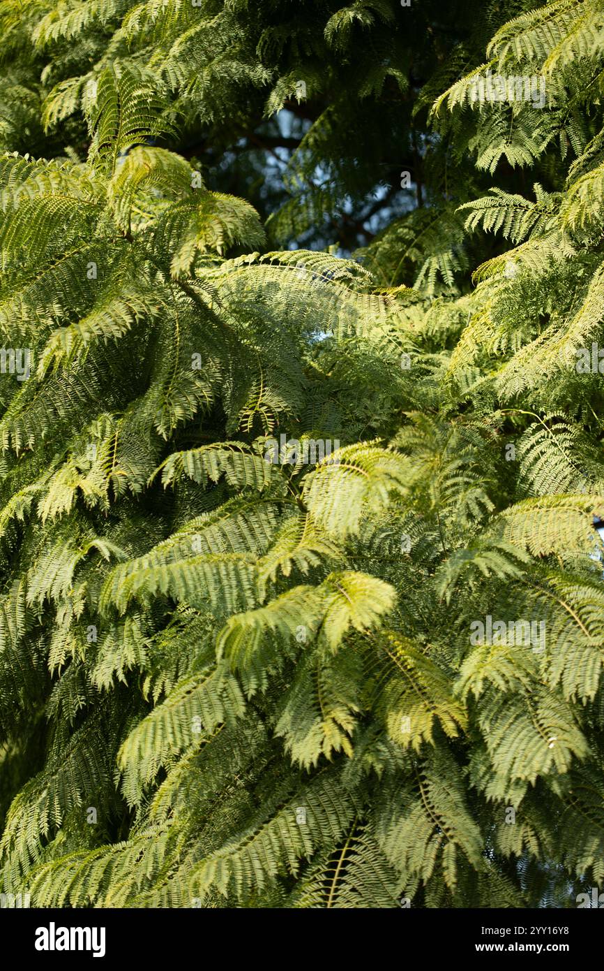 Detailed view acacia tree hi-res stock photography and images - Alamy