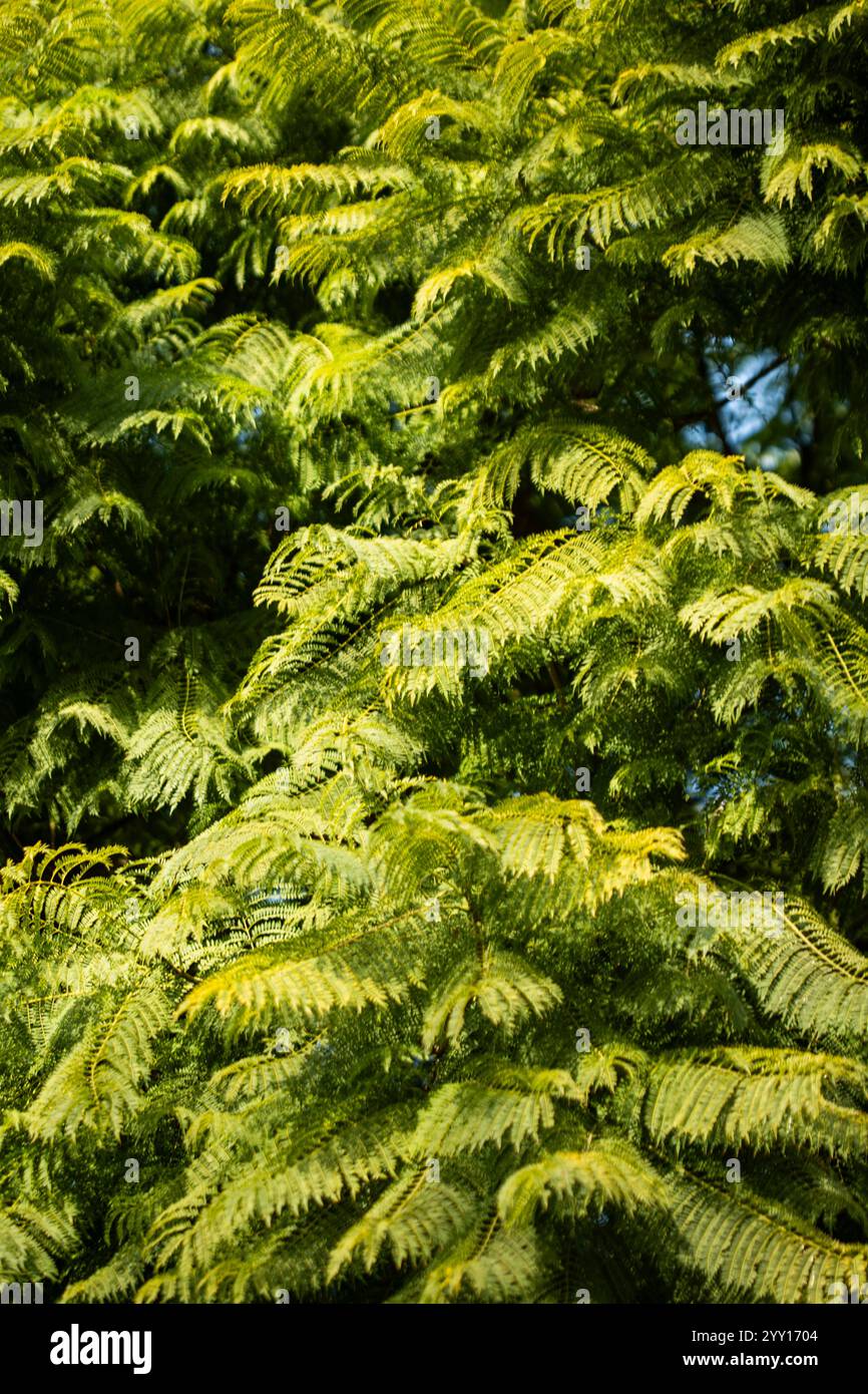 Detailed view acacia tree hi-res stock photography and images - Alamy