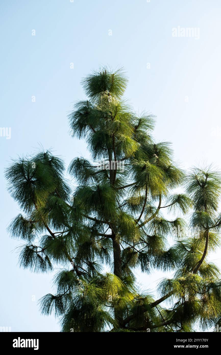 Top of a pine tree Stock Photo - Alamy