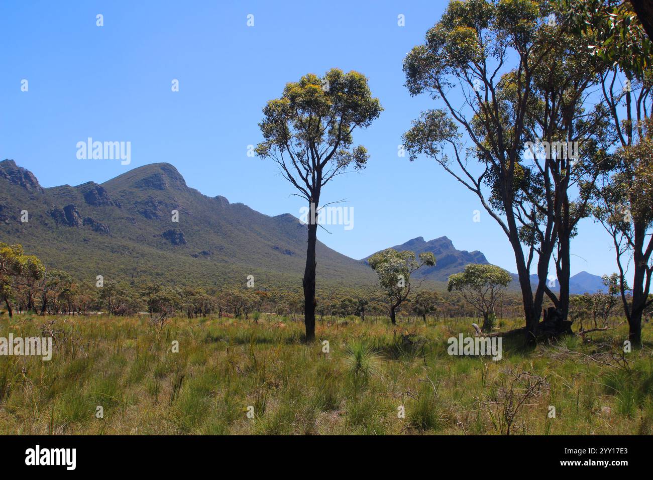 View over bushland to the Grampians mountain ranges in Victoria ...