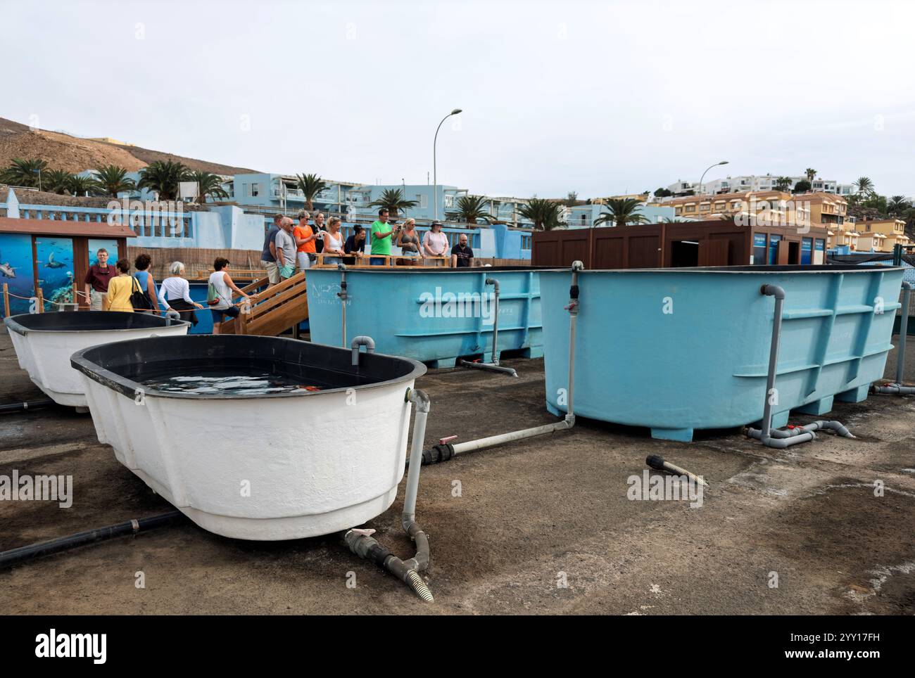 MORRO JABLE, SPAIN - DECEMBER 5: Tourists take photos at the Sea Turtle ...