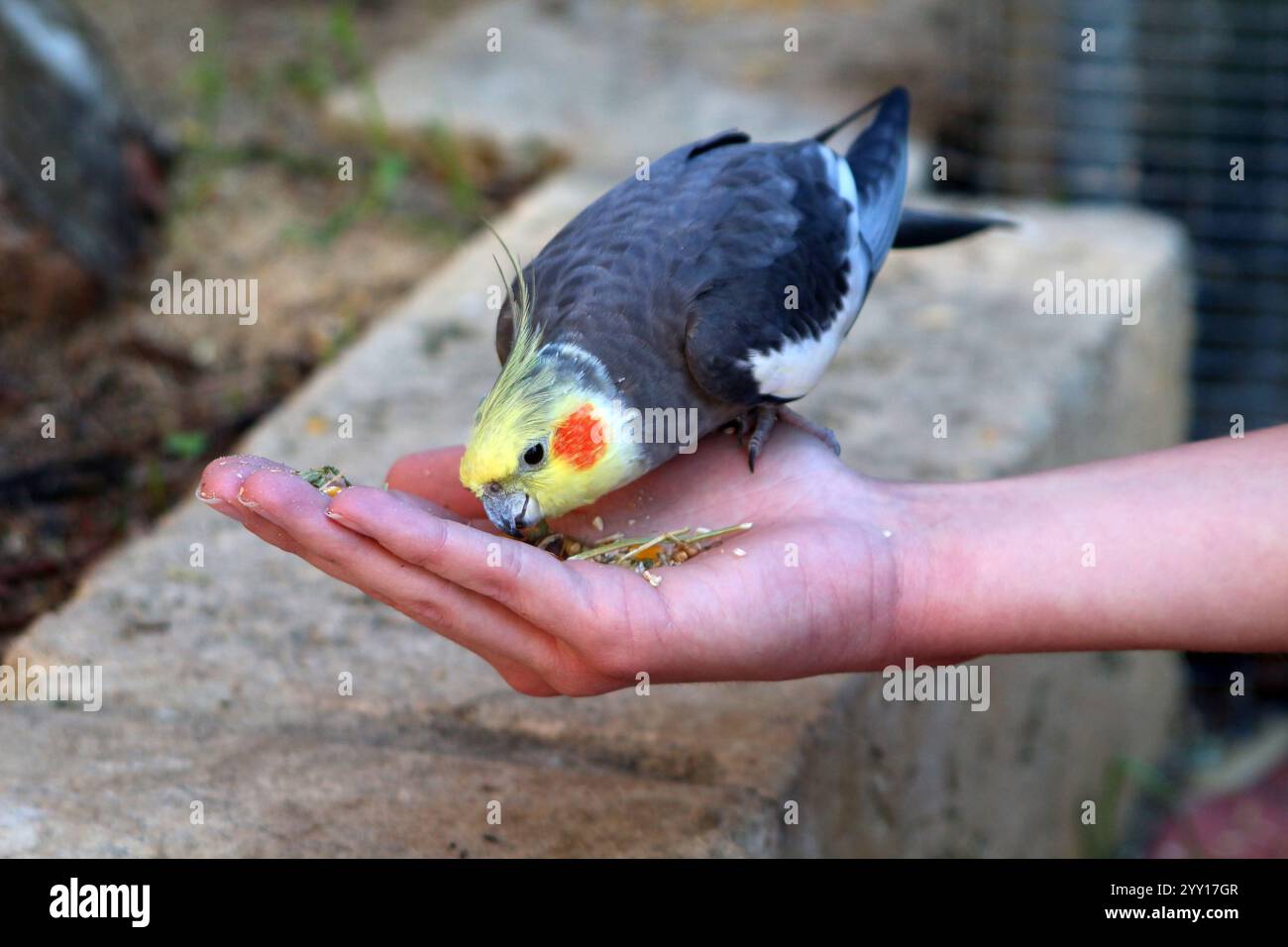 Australian endemic parrot a cockatiel (Nymphicus hollandicus) eating ...