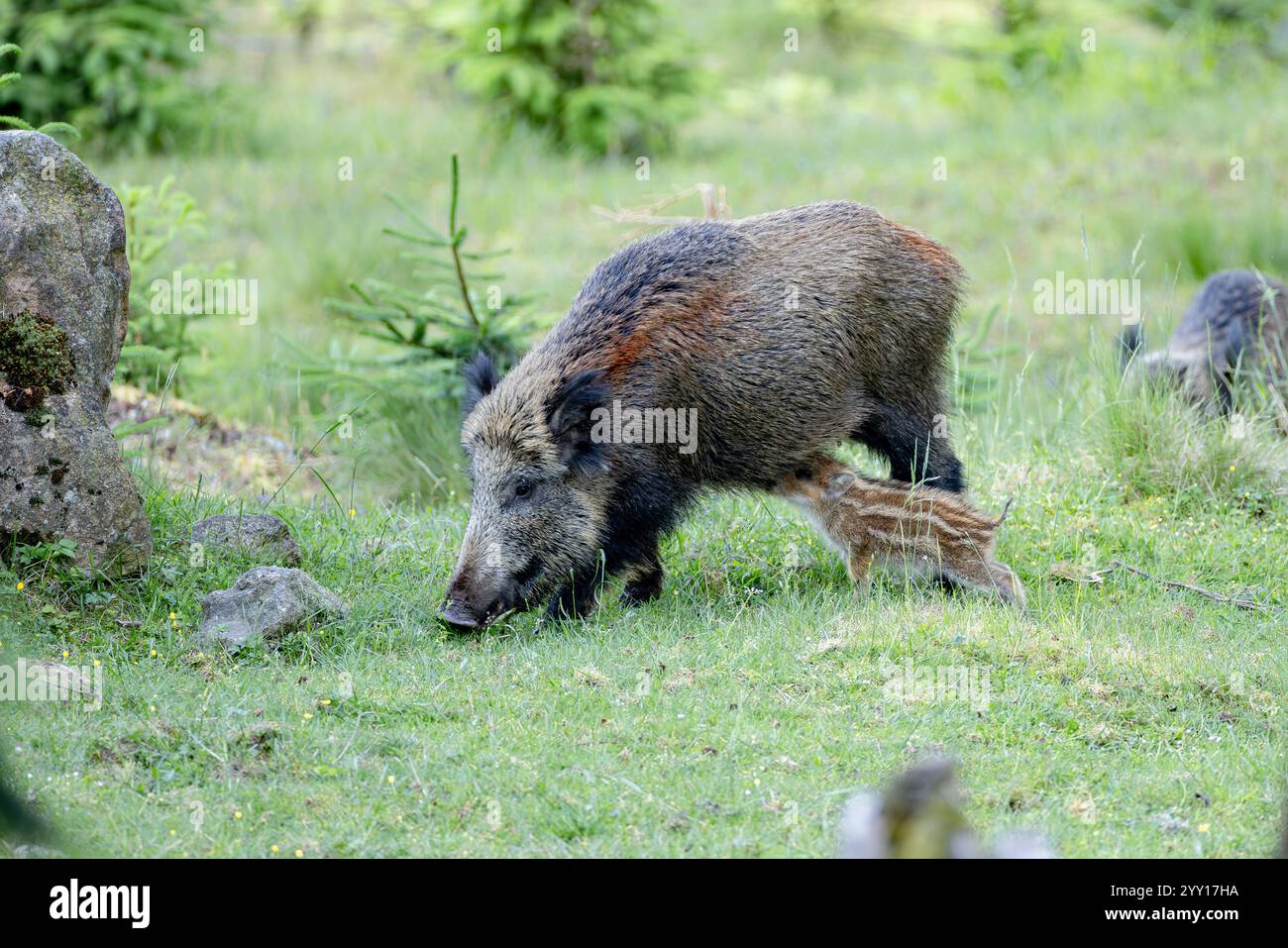 Wildschwein mit Frischling Stock Photo - Alamy