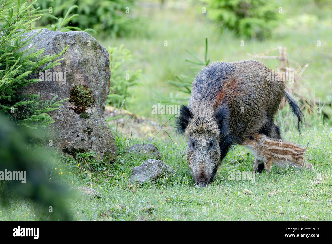 Wildschwein mit Frischling Stock Photo - Alamy