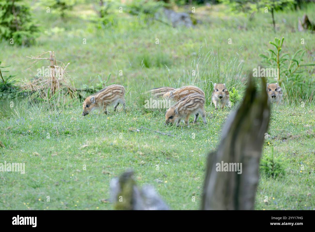 Wildschwein mit Frischling Stock Photo - Alamy